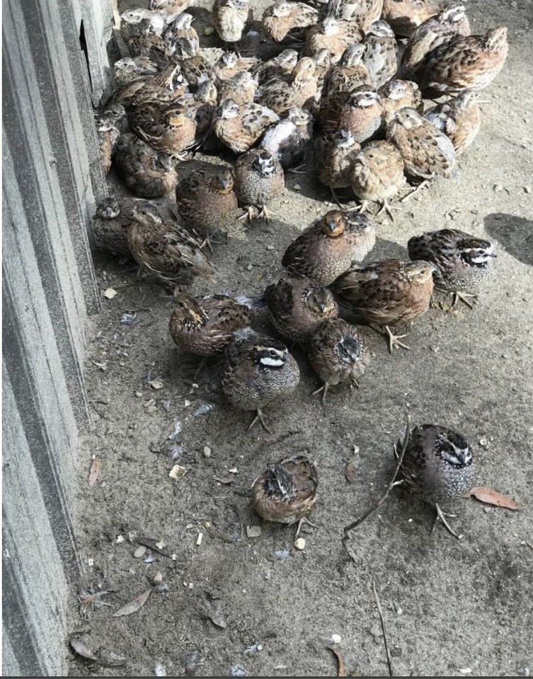 50 Butler Bobwhite Quail Hatching Eggs | eBay