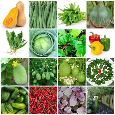 Indian /Asian/ Bangladeshi Vegetable Seeds,Bottle Gourd,Spinach, Lau ...