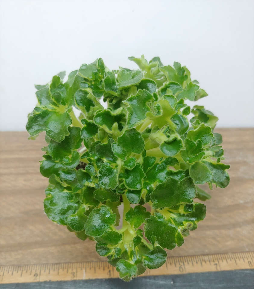 African Violet Plant -- Irish Imp ~ semi mini girl | eBay