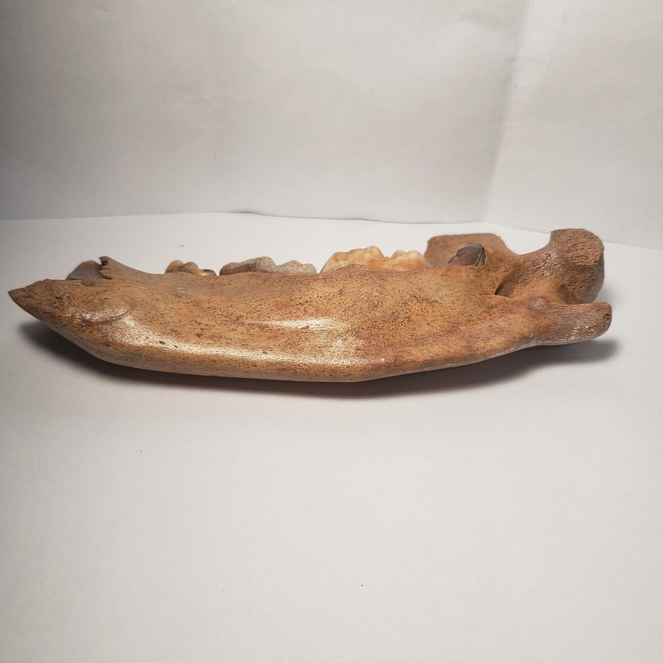 Extinct Fossil Juvenile Cave Bear Jaw Ice Age Pleistocene over 11,000 years old | eBay
