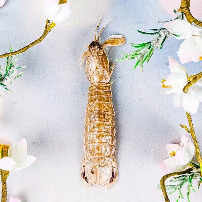 U34c Mantis Shrimp Taxidermy Oddities Curiosities specimen educational ...