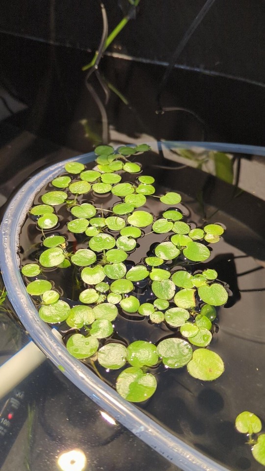 Frogbit Aquarium Plant Easy Beginner Plant With long Roots Fast Growing ...