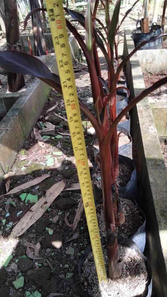 Banana Musa Black Papua Musa Paradisiaca Real Picture RARE PLANT | eBay
