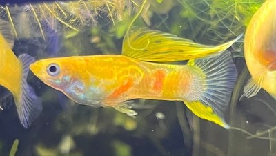 Blonde Vienna Emerald Lower Sword 1 Pair+2 Free Fry (1 Male+1 Female+2 Fry) | eBay