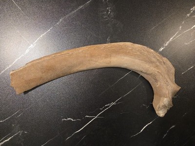 Wooly Mammoth Rib Bone Fossil With Signs Of Predation Mammal | eBay UK