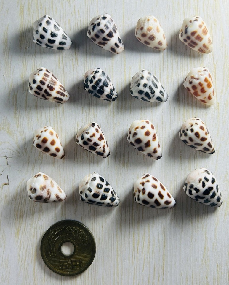 Hebrew Cone Shell japanese sea Shells of Okinawa small | eBay