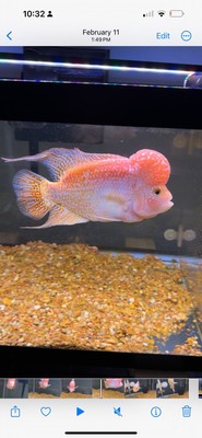 Golden Base Kamfa Flowerhorn Fry | eBay