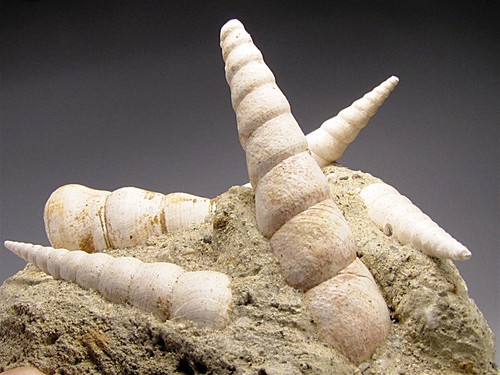 1 lb. Turritella Shell Fossils, Touraine, France | eBay
