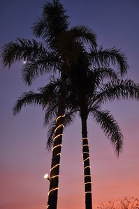 Flarn It | eBay Stores