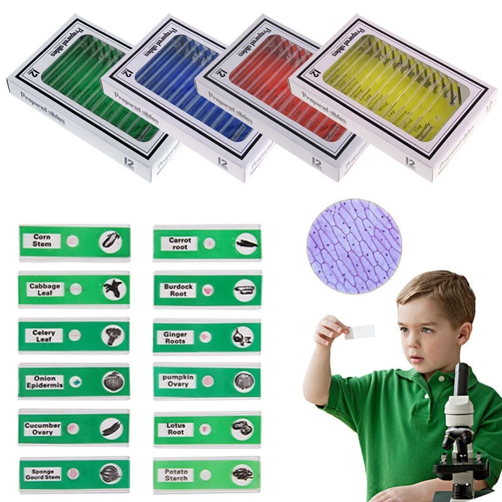 Prepared Microscope Slides For Kids