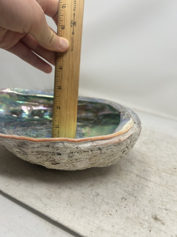 Giant 9x7" Rainbow Abalone Shell | Natural Iridescent Paua | Large ...