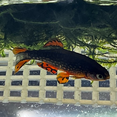 Celestial Peal Danio (CPD)/ Galaxy Rasbora (Nano Fish) live fish tank ...