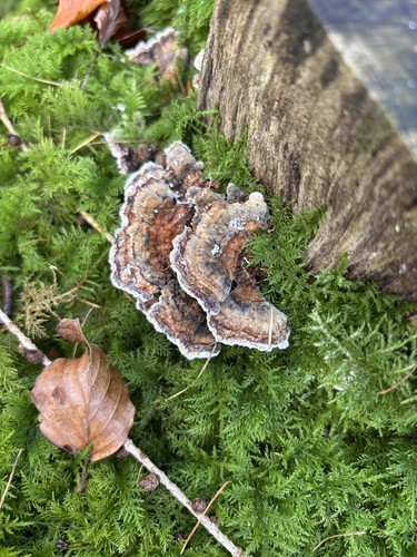 100% ORGANIC & RAW : DRIED TURKEY TAIL MUSHROOMS 80gramm | eBay UK