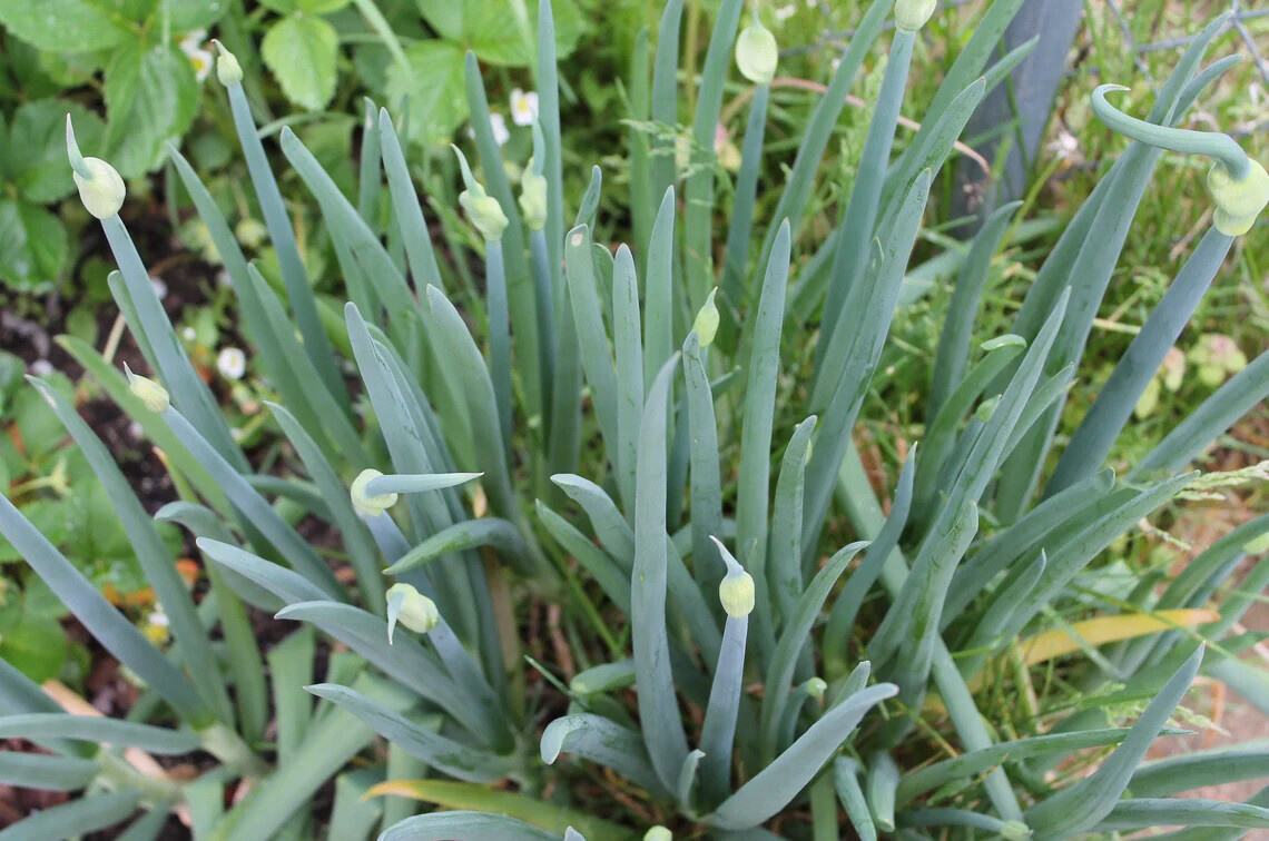5 Egyptian Walking Onions, Tree Onion, Organically Grown, 5 bulblets ...