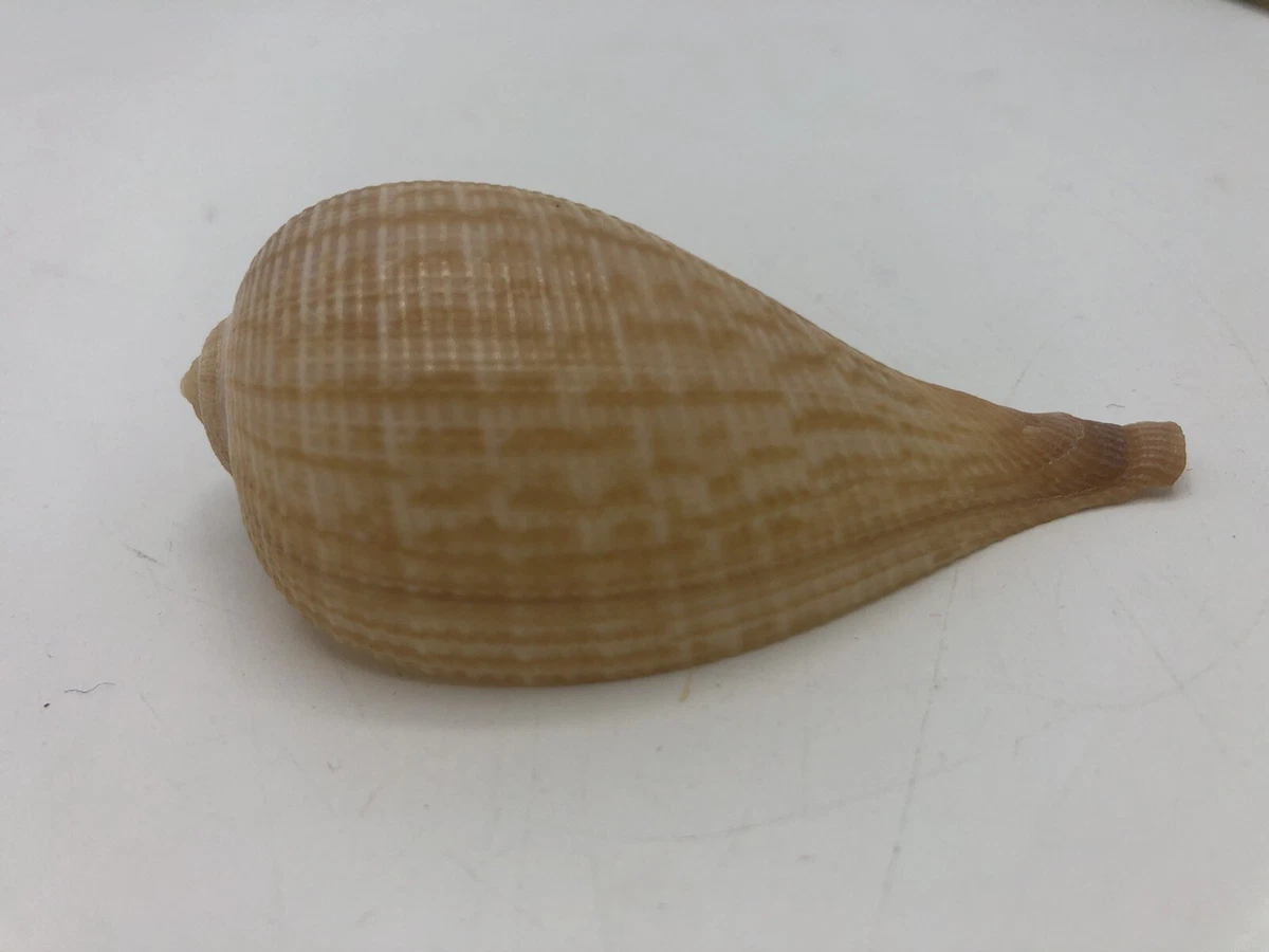 Paper Fig Shell