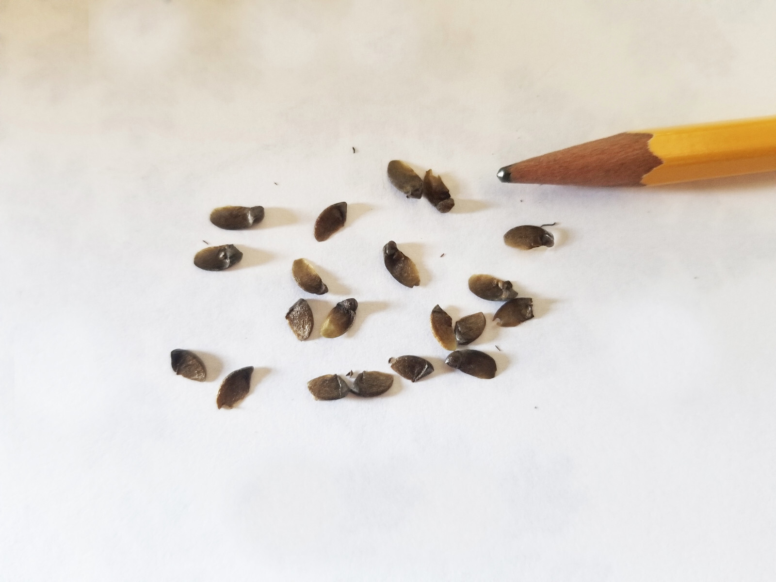 20 peppermint lace CREPE MYRTLE seeds Tree Shrub Lagerstroemia Indica ...