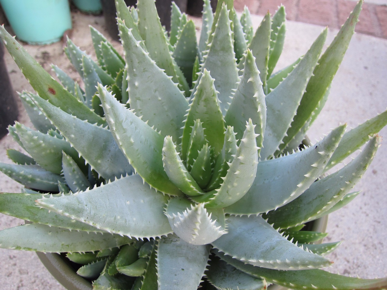 ALOE BREVIFOLIA Alligator Teeth Succulent Rooted Plant Drought Tolerant ...