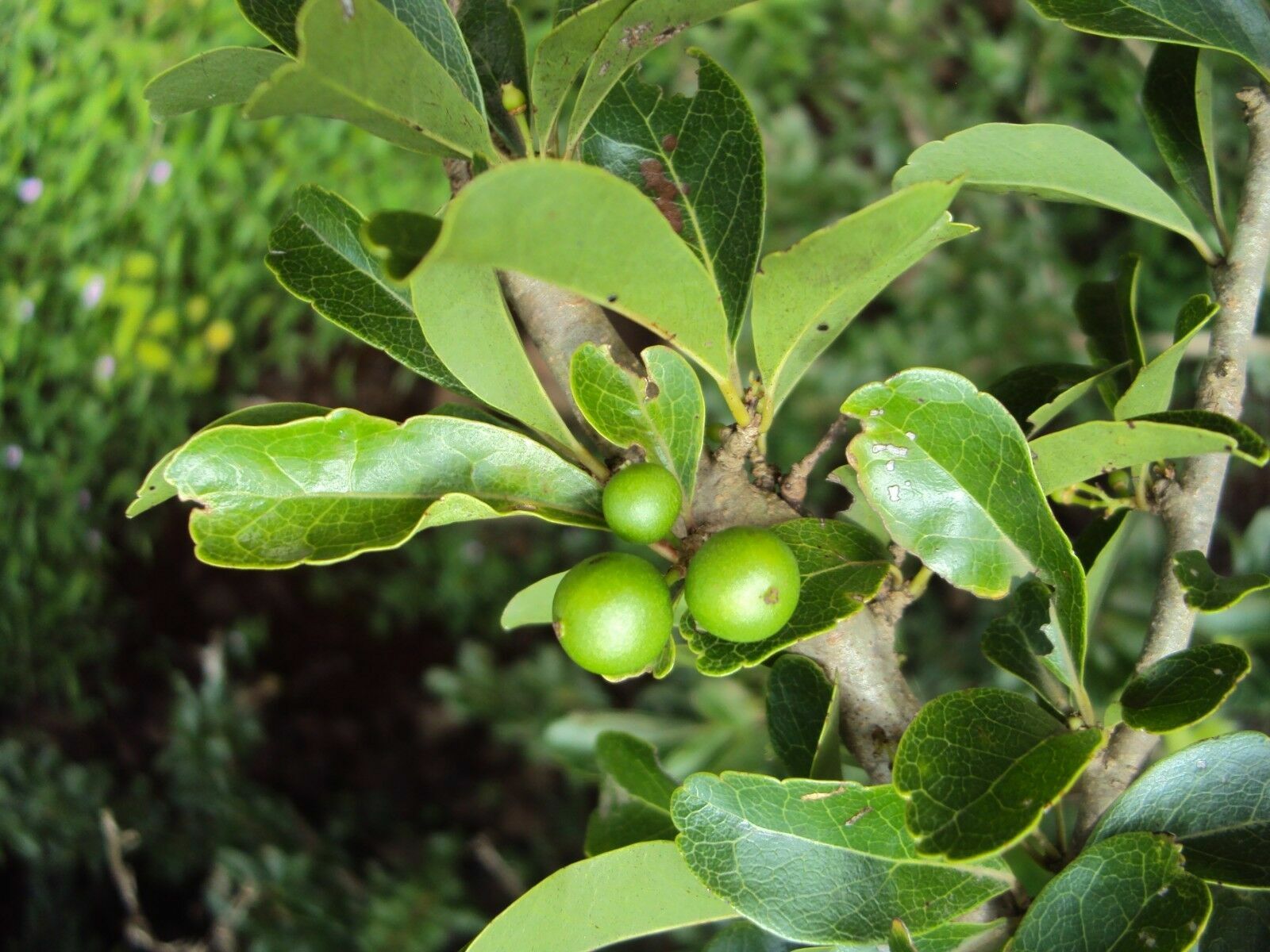 Flacourtia indica, Ramontchi, Governor’s Plum Fruit Tropical Plant - 10 ...