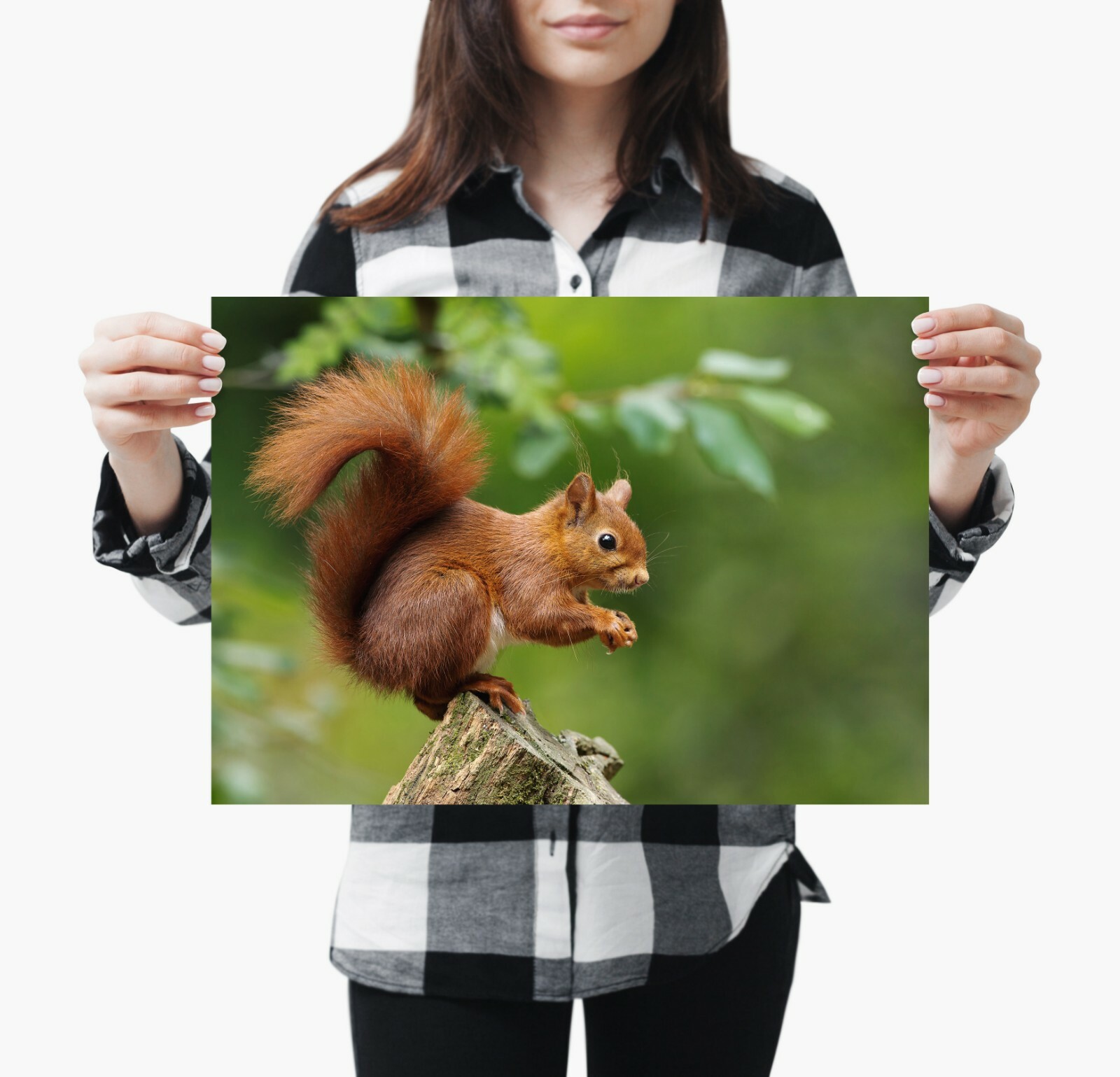 A4| Red Squirrel Poster Size A4 Nature Wildlife Wild Animal Poster Gift ...