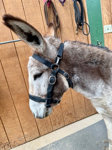 Donkey/Mule Leather Bridle with Snap Crown | eBay