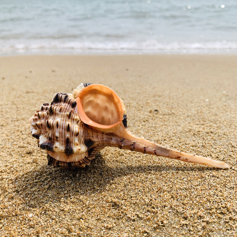 Natural Pipe Shell Conch Sea Snail Home Ornament Aquarium Fish Tank ...