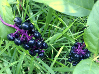 40 Pokeweed Seeds Poke Salad (Phytolacca americana) | eBay