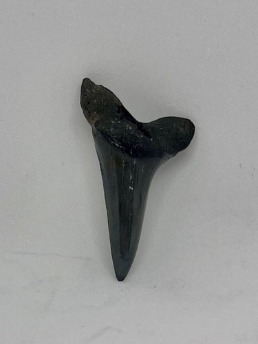 Colorful 2” Calvert Cliffs Mako Shark Tooth Fossil - SEE ALL PICS | eBay