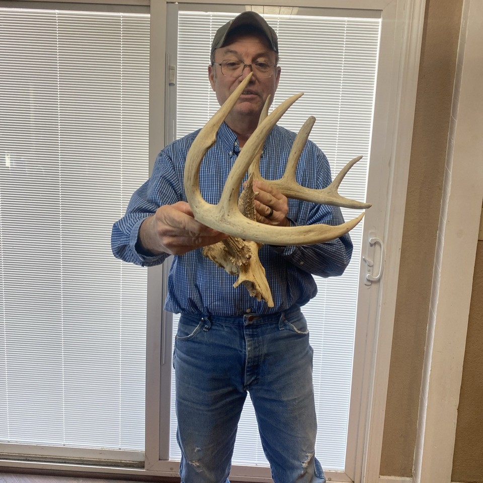 Nice 130” - 9 point rack Wild Whitetail Deer Antler shed | eBay