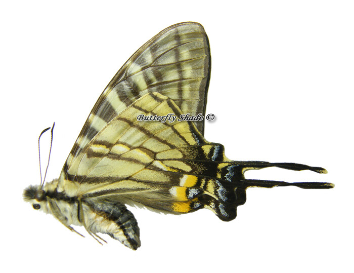 Unmounted Butterfly/Papilionidae - Graphium (Pazala) eurous, male, A ...