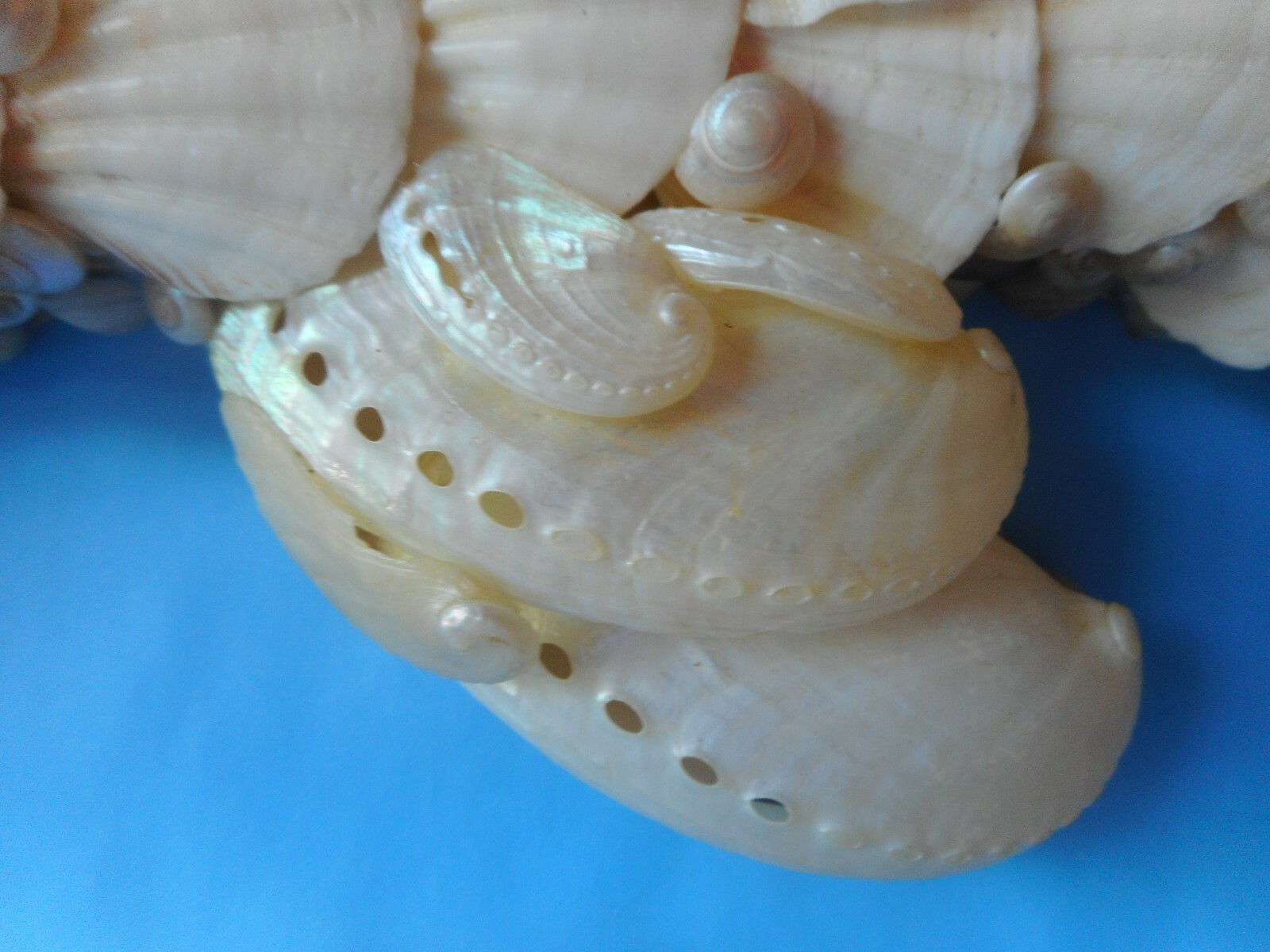 Stunning Sea Shell Dolphin Wall Sculpture-Wall Dolphin- Artist Created ...