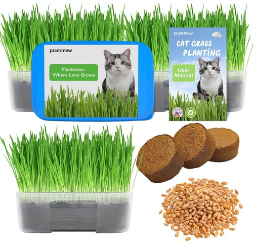 PLANTMEW Cat Grass Kit for Indoor Cats - 3 Pack | Organic Wheat Grass ...