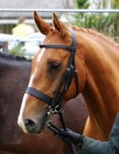 FSS Hunter Bridle Leather Traditional English Working Show Hunt Single ...
