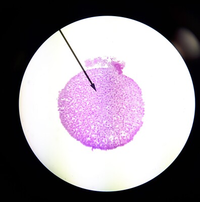 7 m H&E Microscope Slide Fish Blastodisc sec Industrial & Scientific ...