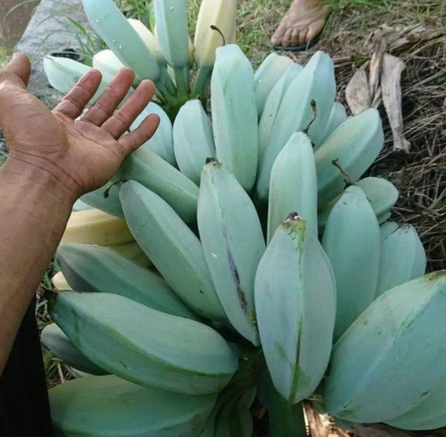 Blue Javanese Banana Seedss 20+ (Musa acuminata balbisiana) | eBay