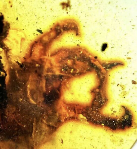 Pristine Amber Inclusions | eBay Stores