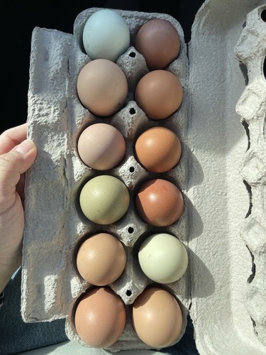 12+ Barnyard Mix Hatching Eggs Assorted, Dark Eggs, Fancy Breeds | eBay
