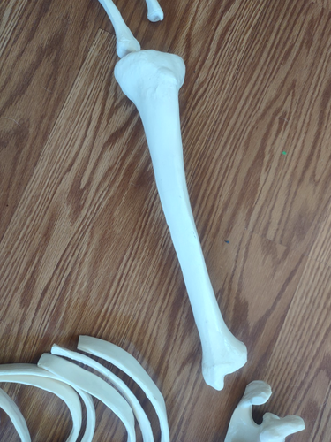 Disarticulated Human Skeleton, Full, Life-Sized Complete Medical ...