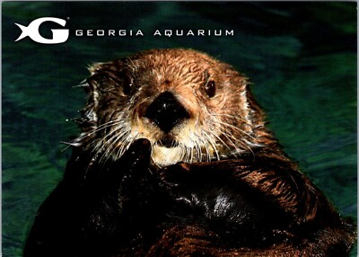 Georgia Aquarium Atlanta Sea Otter photo postcard | eBay