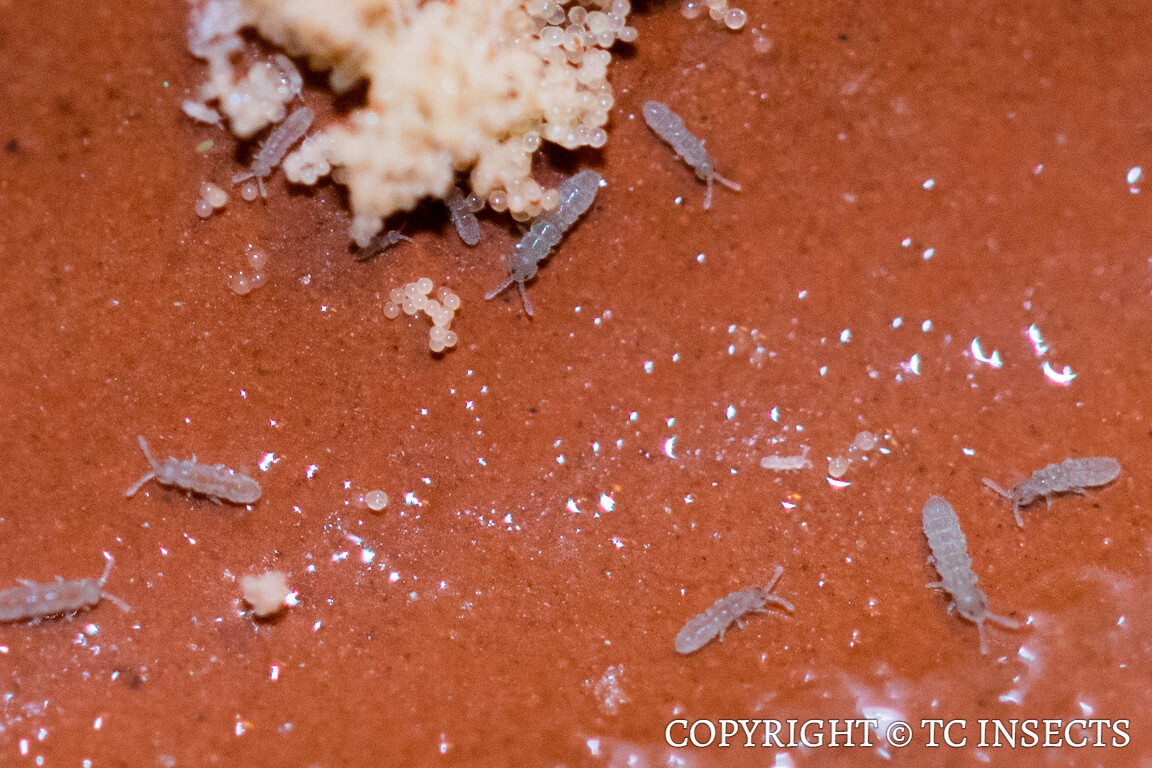 Live Springtail Culture White Tropical Temperate Silver Springtails ...