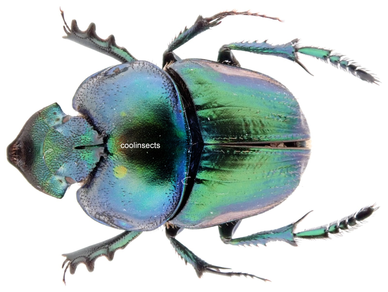 Insect - SCARABAEIDAE **** JEWEL **** Phalops sp. 2 - Tanzania - 14mm ...