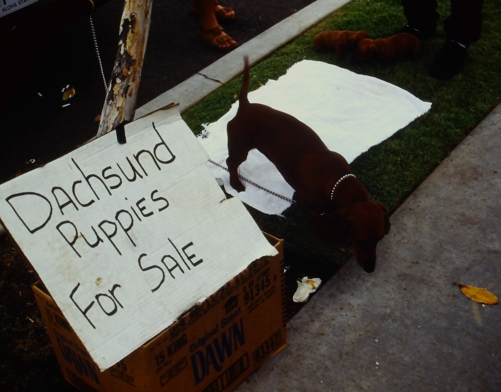 1983 Dachshund Puppies For Sale Sign with Dog and Box 35mm Slide | eBay