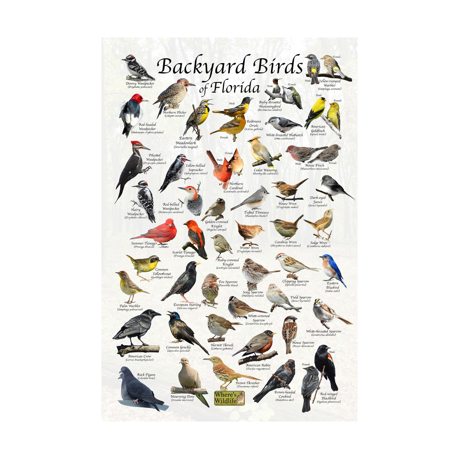 Birds of Florida Backyard Birding Identification Print Bird Watching ...