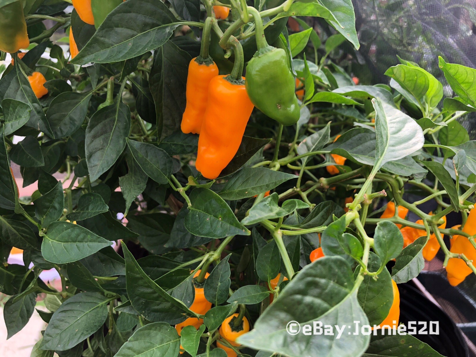 RARE NEW! Orange Firecracker Hot Chili Pepper 15 Seeds Excellent ...
