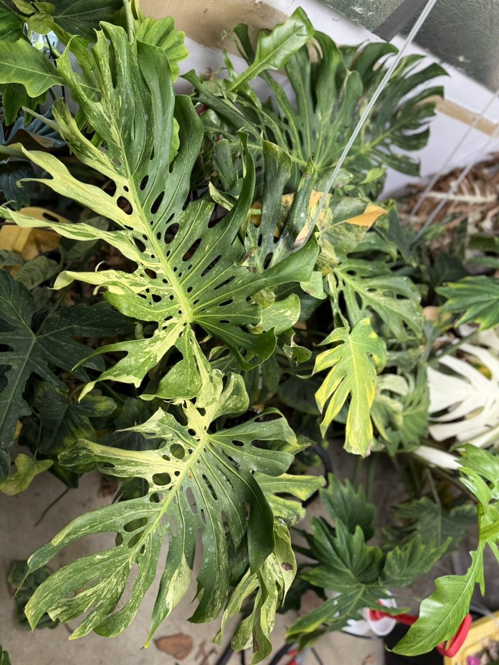 Monstera Ocean Mint Contorta Variegated - Mature Top Cutting | eBay