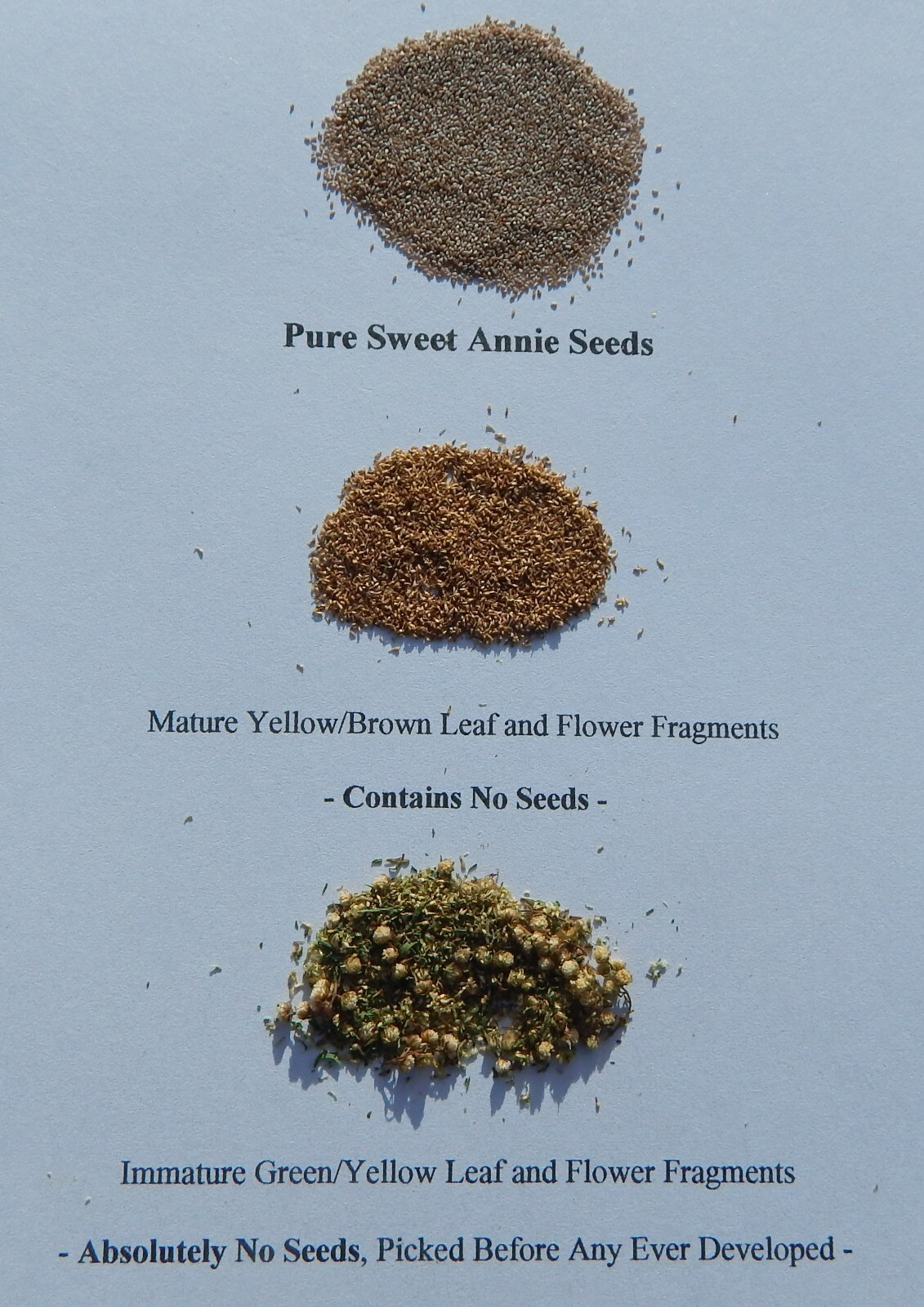 100,000+ Sweet Annie Artemisia annua Herb Seeds Fresh 2024 Sagewort ...