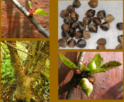 Commiphora Mukul seeds lot of 10 | eBay