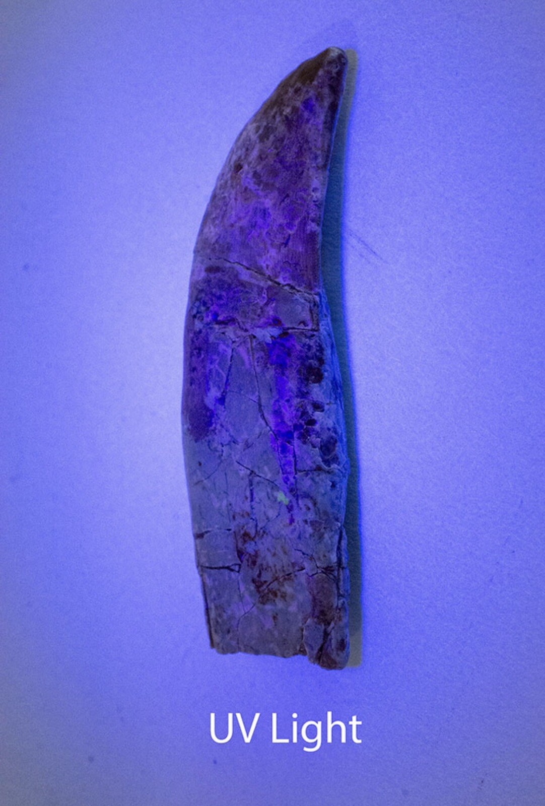 Extremely Rare Tyrannosaurid Alioramus Dinosaur Tooth Bayankhongor ...