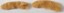 Funny fake eyebrows, costume eyebrows, monobrow, unibrow, zoom fancy ...