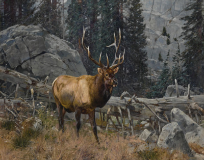 Carl Rungius Bull Elk In The High Country Canvas Print 16 x 20 | eBay