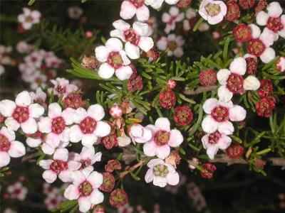 Dainty Astartea (Astartea fascicularis) | eBay Australia